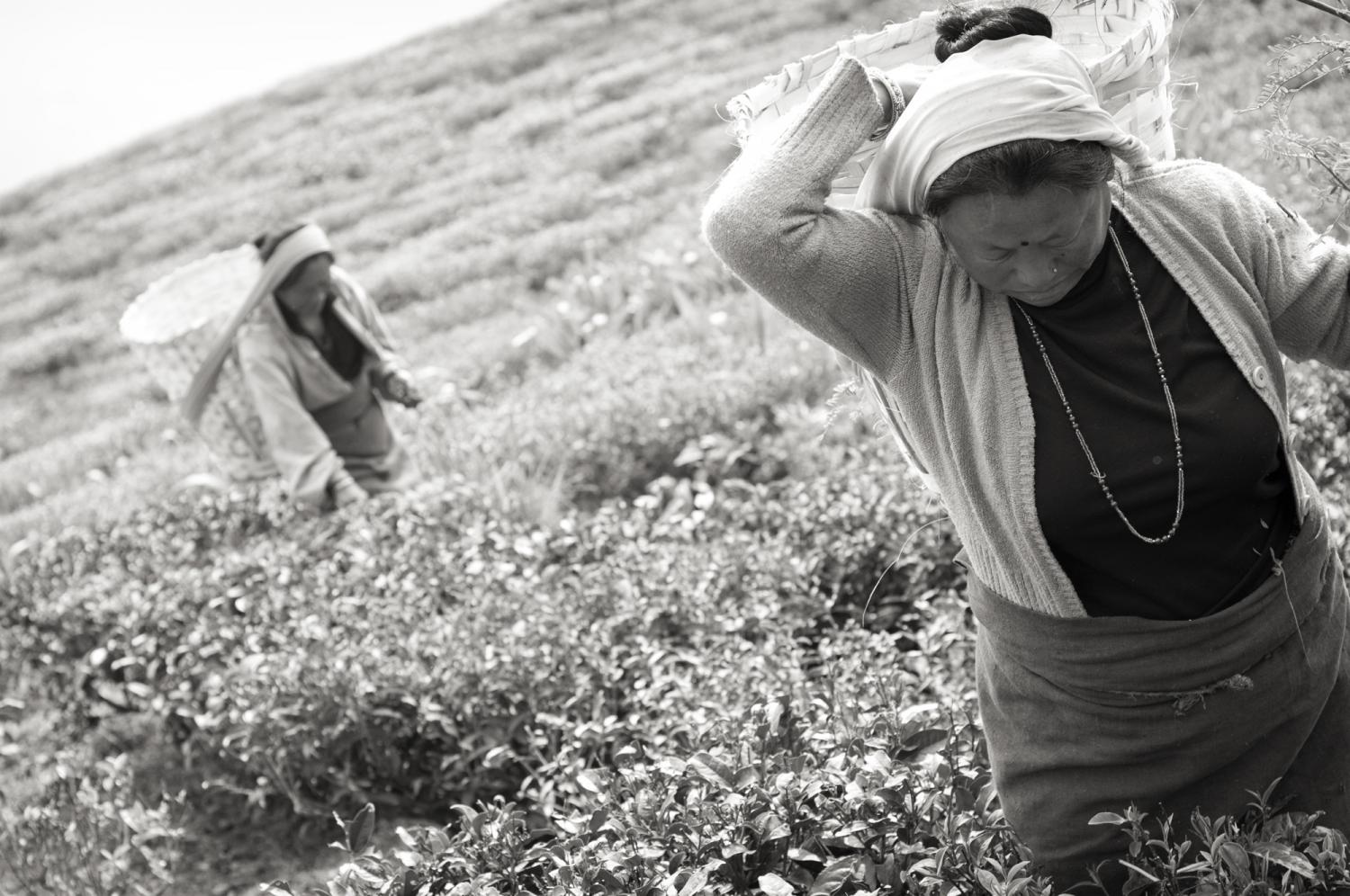 India | Darjeeling Tea Estate | Susan Kessler | staging ...