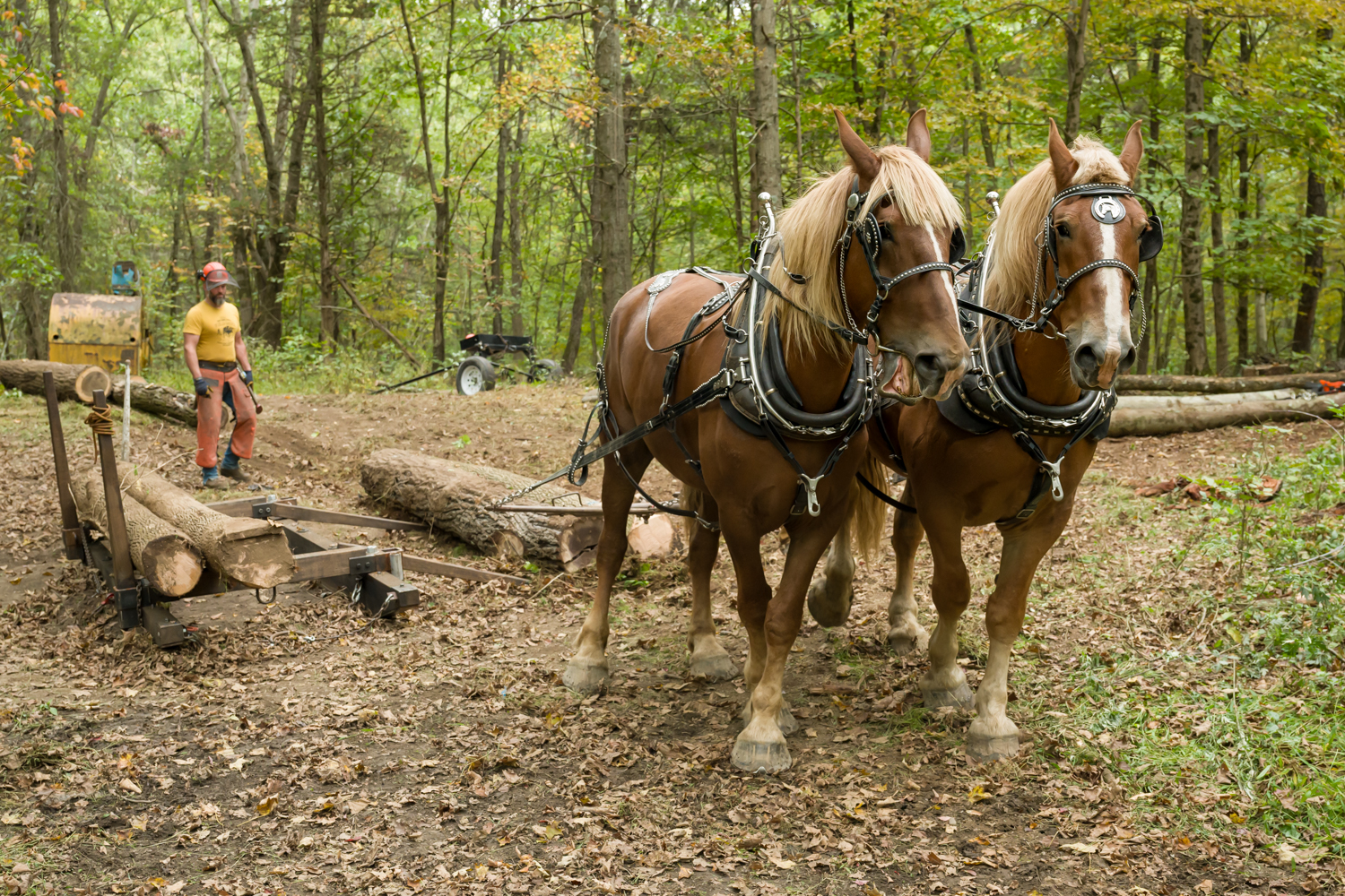 United States | Modern Draft Animal Power in America | Julianne Gauron ...